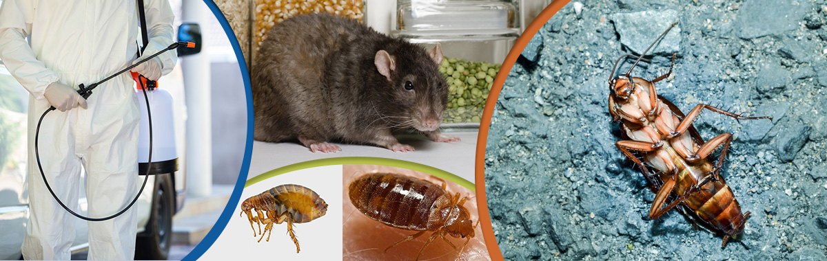 Service de dératisation et désinfection pour particuliers et professionnels